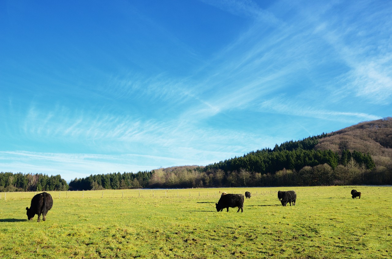 What is Cow Sharing? | 2021 | Northern California | TX Bar Grassfed