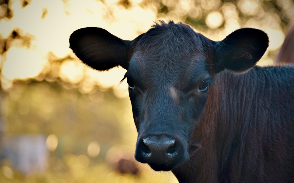 Dairy Cow vs Beef Cow: Understanding the Differences | TX Bar Grassfed Beef