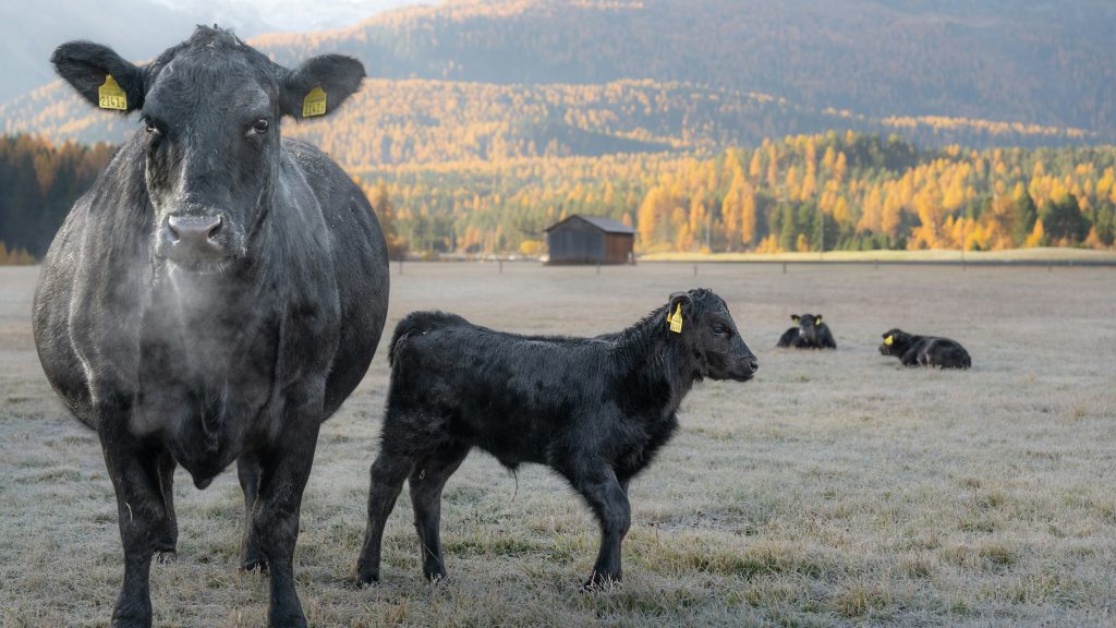 Is Buying Half a Cow Worth It? | TX Bar Grassfed Beef