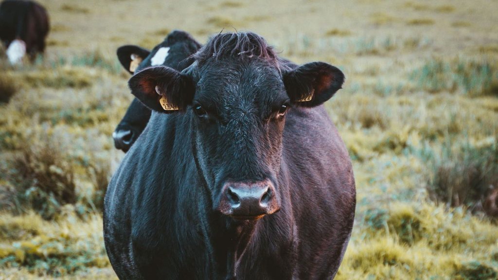 Is Buying Half a Cow Worth It? | TX Bar Grassfed Beef